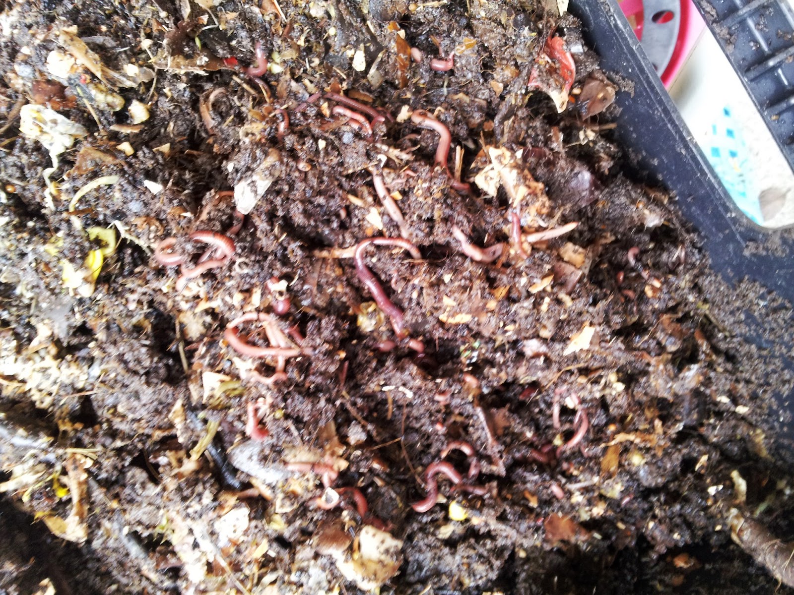 Back to Nature Organic: Part III : Save our mother earth : Worm Farming