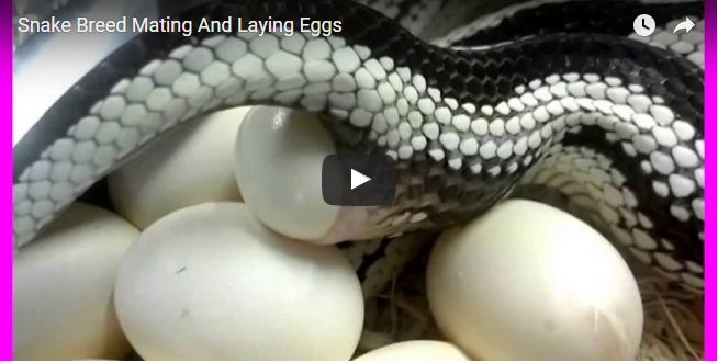 Snake Breed Mating And Laying Eggs - LNNEWS