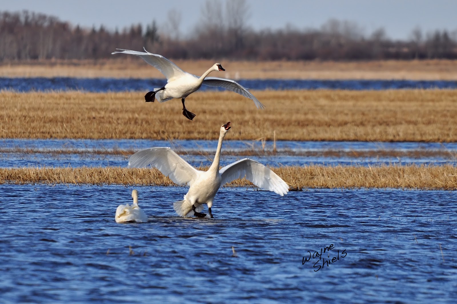 Photography by Lisa: 2013 Birds of Saskatchewan