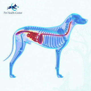 Digestive System of a Dog ~ Pet Health Center