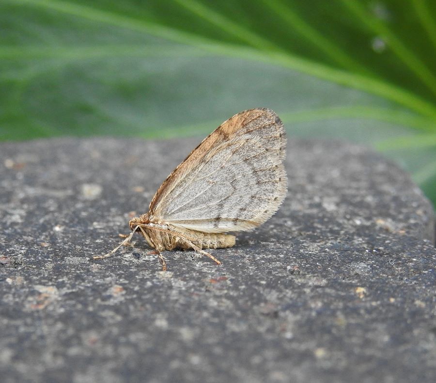 Trittiford mill pond and Birding adventures from near and afar : Moths ...