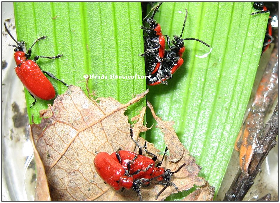 Heidi Horticulture: Scarlet Lily Leaf Beetle
