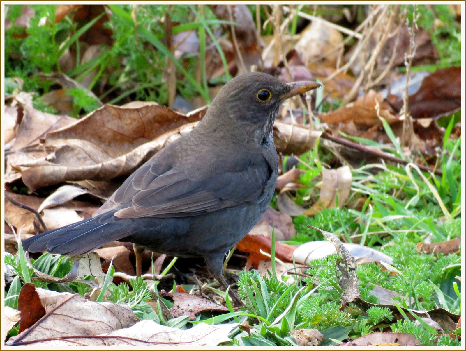 locutapaco : Mirlo común