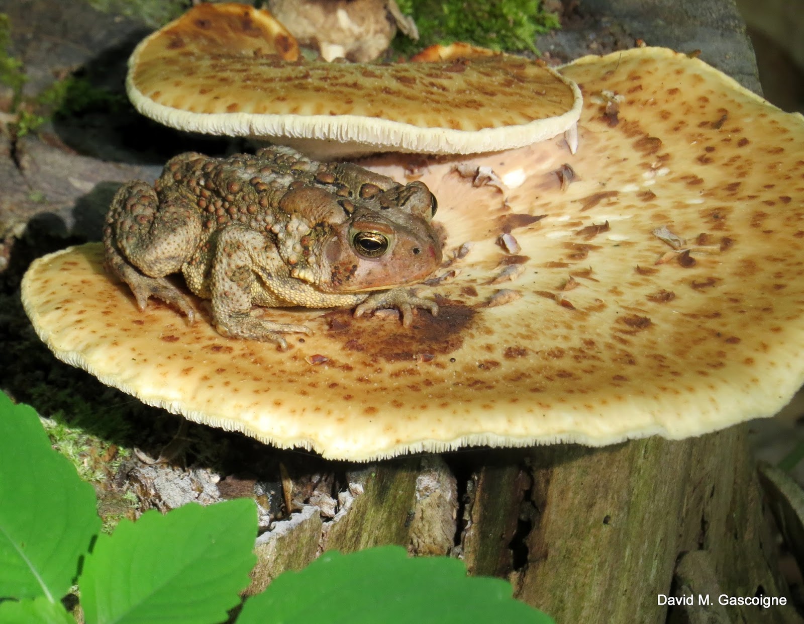 A real toadstool - Travels With Birds