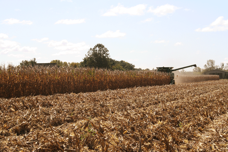 Gal in the Middle: Wrapping Up Corn Harvest 2011