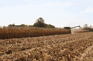 Gal in the Middle: Wrapping Up Corn Harvest 2011