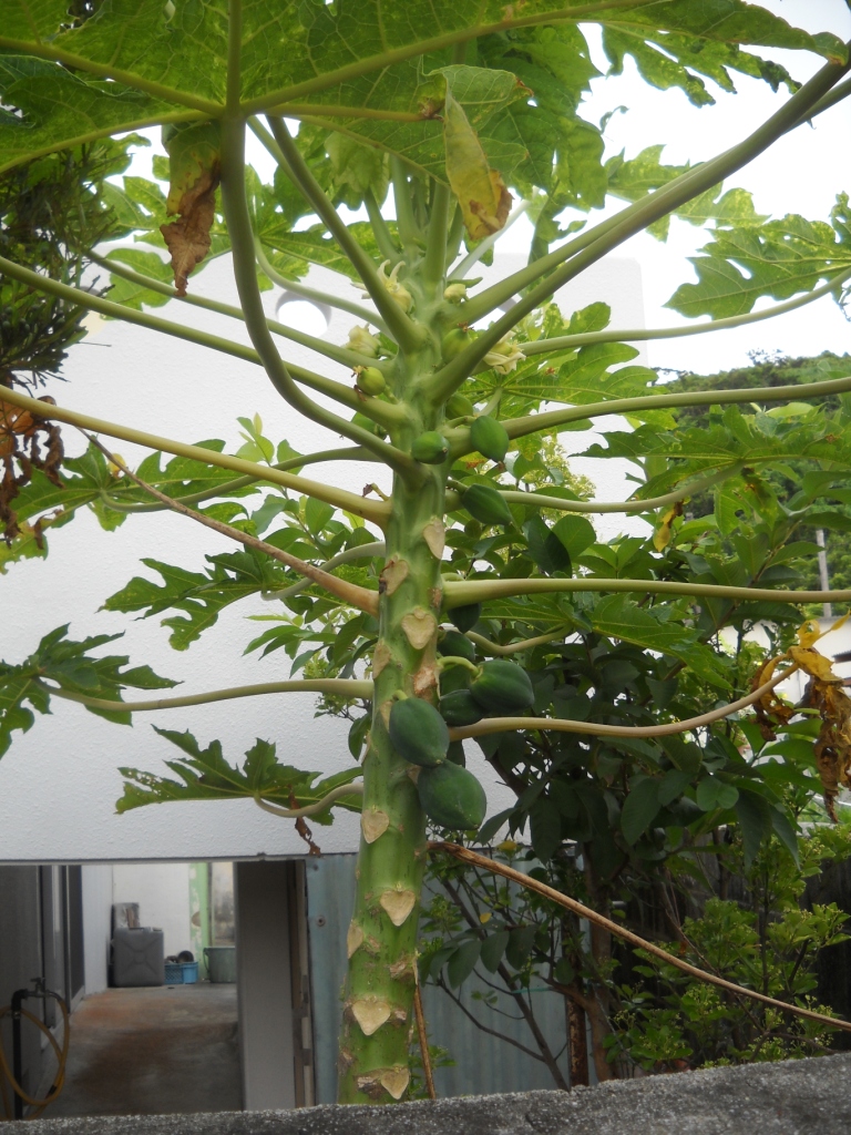 Alishan on the Move: Kerama Retto Again