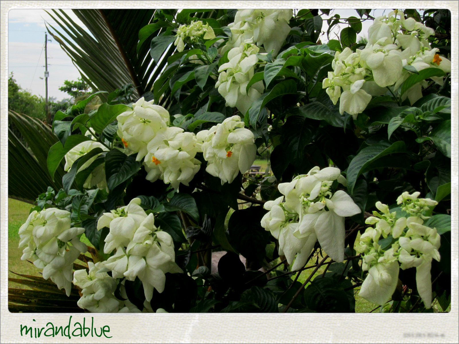 Live in the Moment: Dona Aurora/Mussaenda Philippica