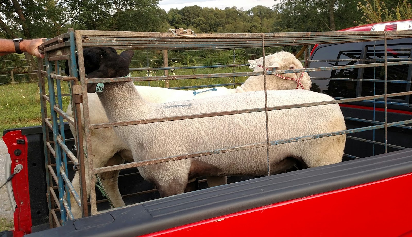 Wild Rose Farm: New Ram Joins The Flock