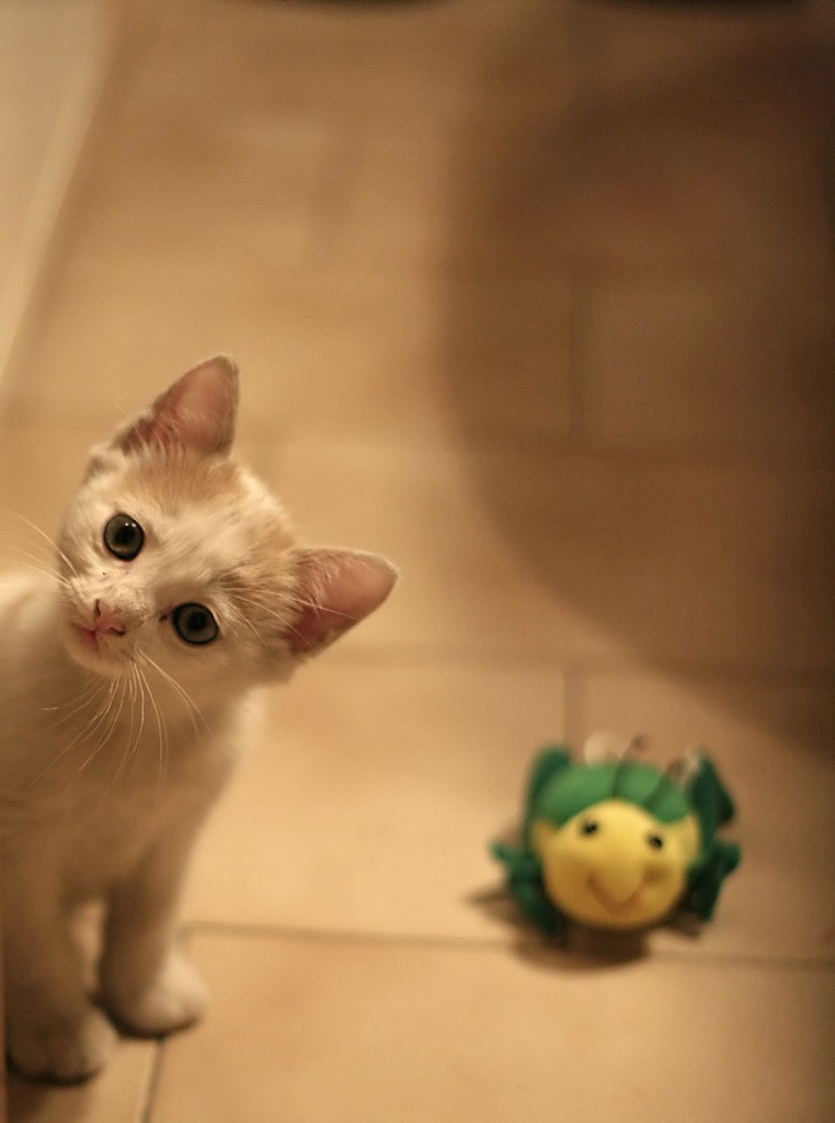 Are These the Cutest Kittens on the Internet? | The Ark In Space