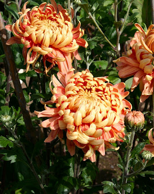 Chi Chrysanthemum