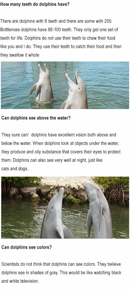 Facts about dolphins for kids | Childhood Education