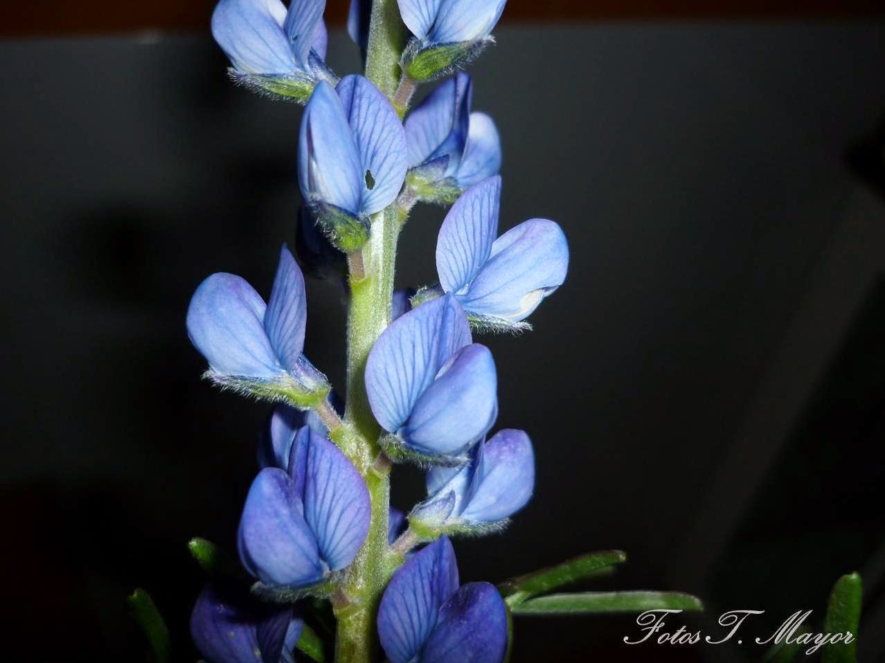 Flores y plantas silvestres: " Lupinus angustifolius ". Altramuz azul ...