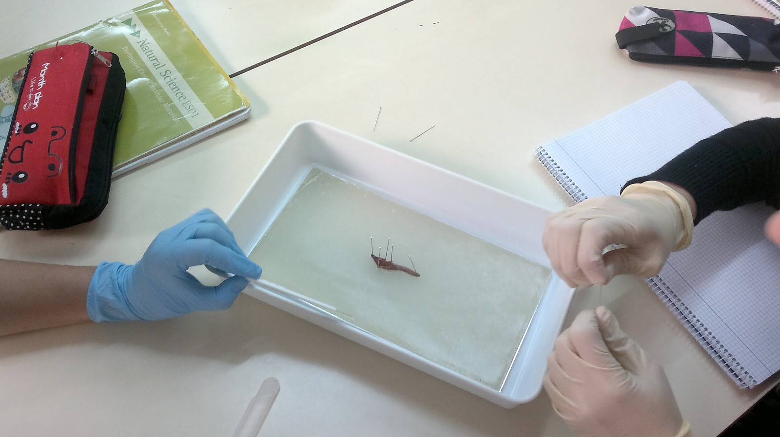 MERTZEDE IKASTETXEA : The first dissection