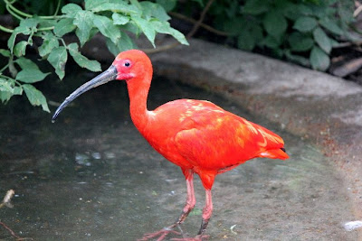 Ibis | The Life of Animals