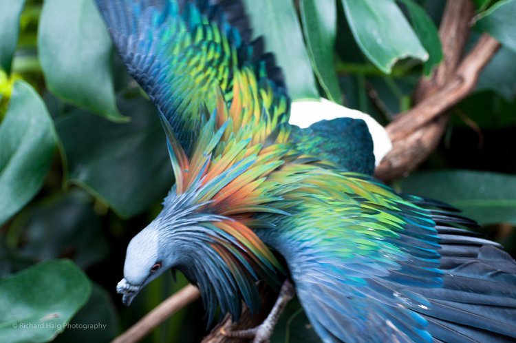 Khám phá về loài bồ câu kỳ lạ bậc nhất thế giới - Ruby Book Origami