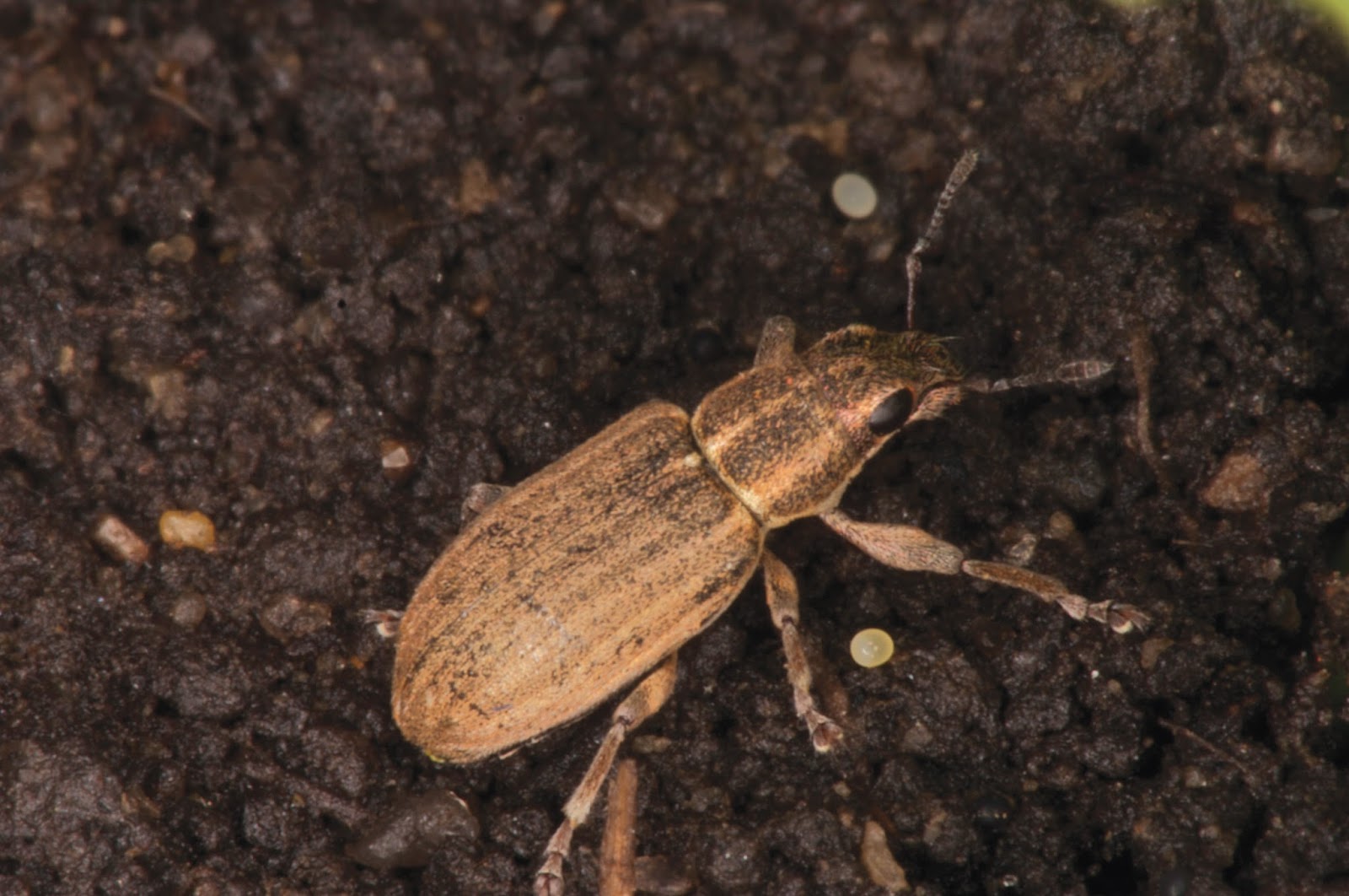 Prairie Pest Monitoring Network Blog: Insect of the Week (May 29, 2017 ...