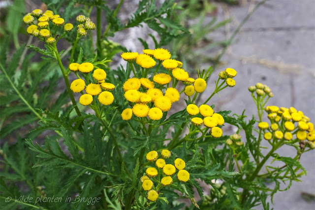 Wilde planten in Brugge: Boerenwormkruid