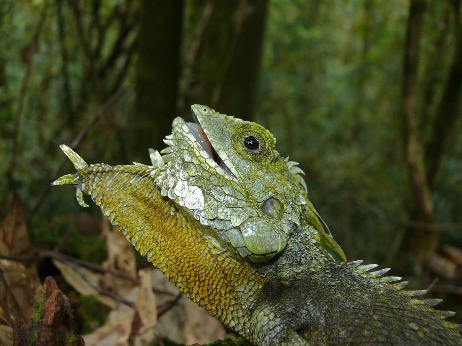Crested Dragon Lizard