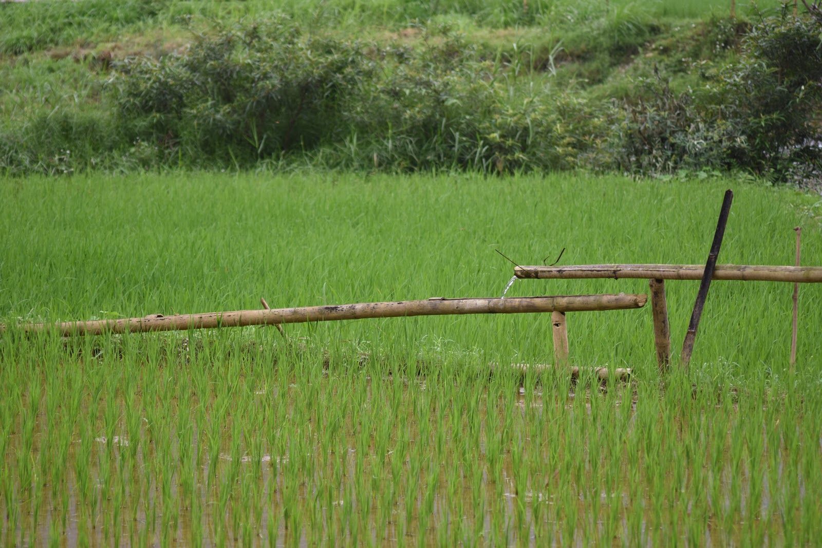 carnet de voyage: L'Irrigation des rizières