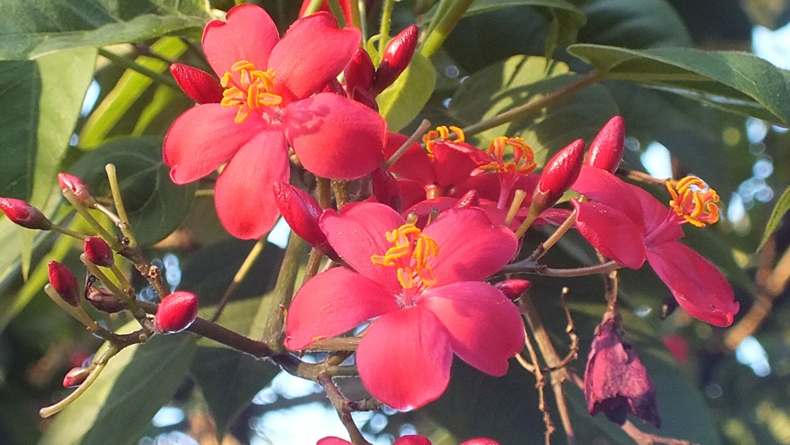 Photography with Dr. Ernie.: Shanghai beauty flower