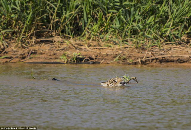 Jaguar hunts caiman (10 pics) | Amazing Creatures