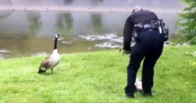 White Wolf : A Persistent Goose Leads Police Officers To A Trapped Baby