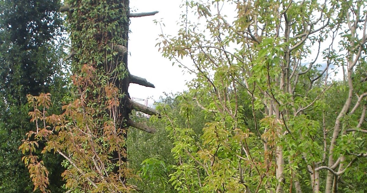 Farmers Club: Apple Tree Diseases: White Root Rot