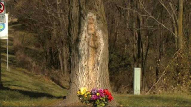 Nothing To Do With Arbroath: Virgin Mary holding Jesus spotted on tree ...