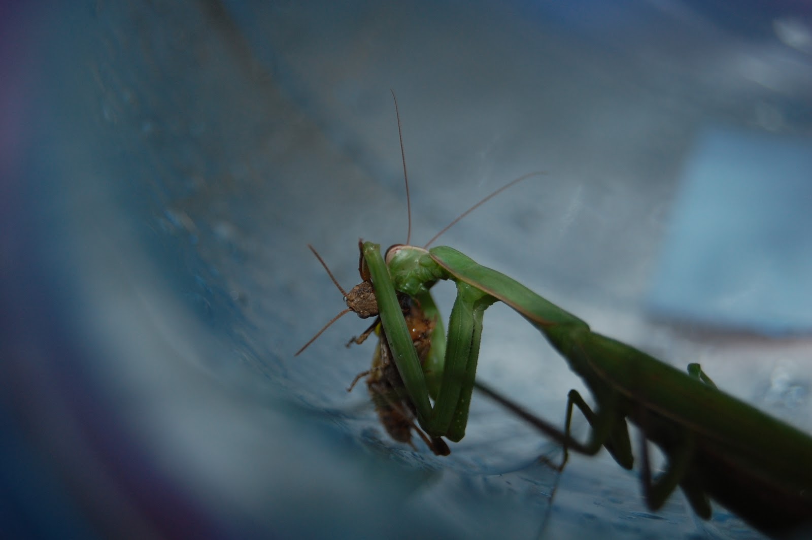 Hoinareala: Calugarita