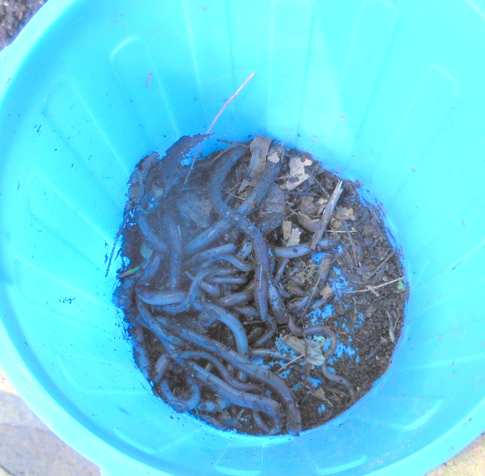 Nature Is My Elixir: An earthworm friendly garden