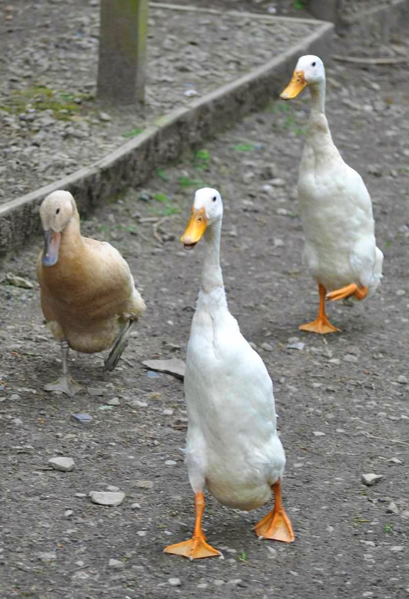 Oh, the places we will go!: More Critters in Cornwall