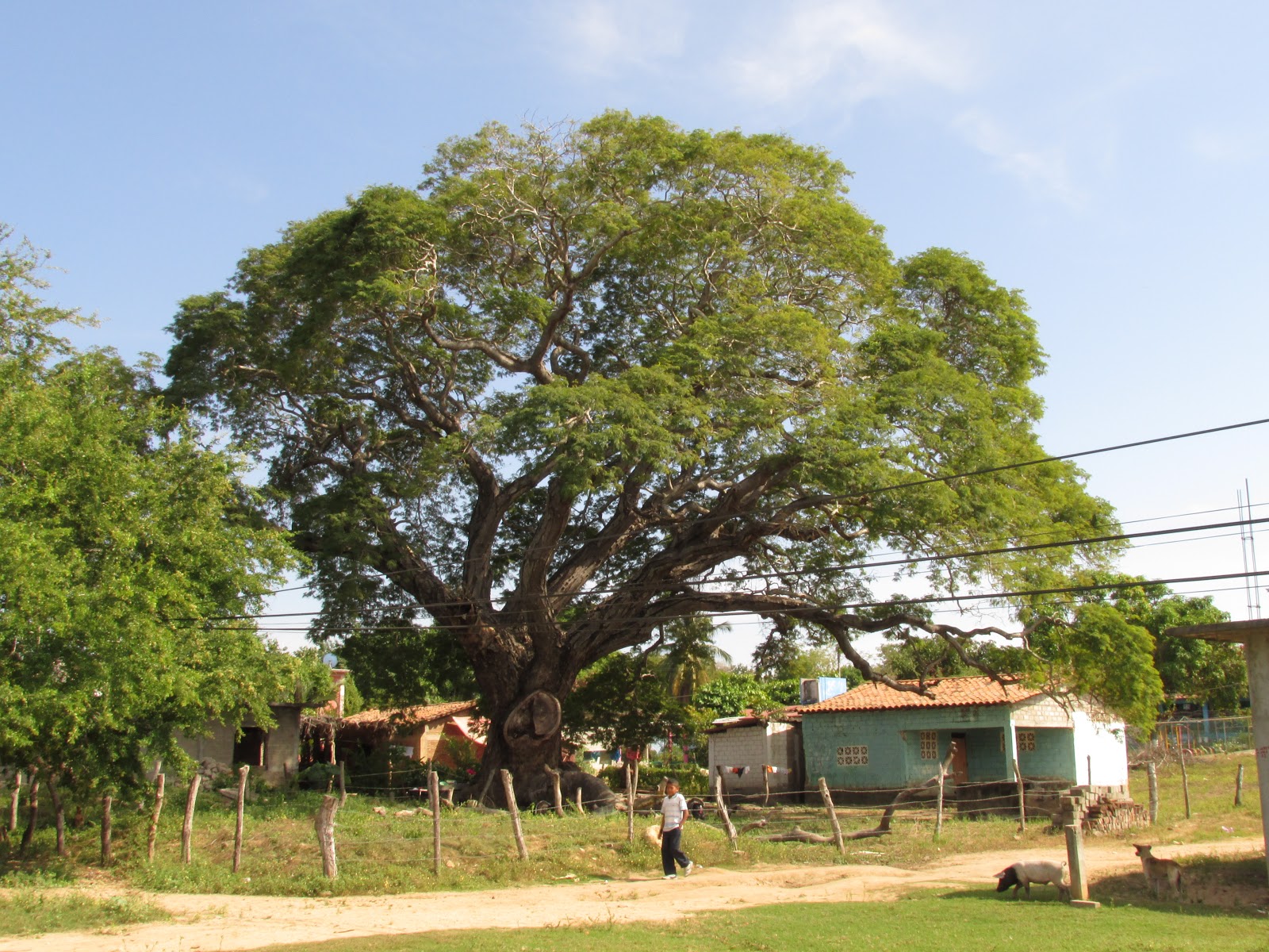 Bike Touring Mexico: Mission Rainbow part II : Big trees, backpackers ...