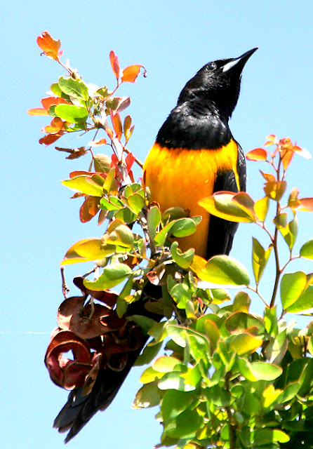 Bellas Aves de El Salvador: Icterus wagleri (chiltota de cabeza negra ...