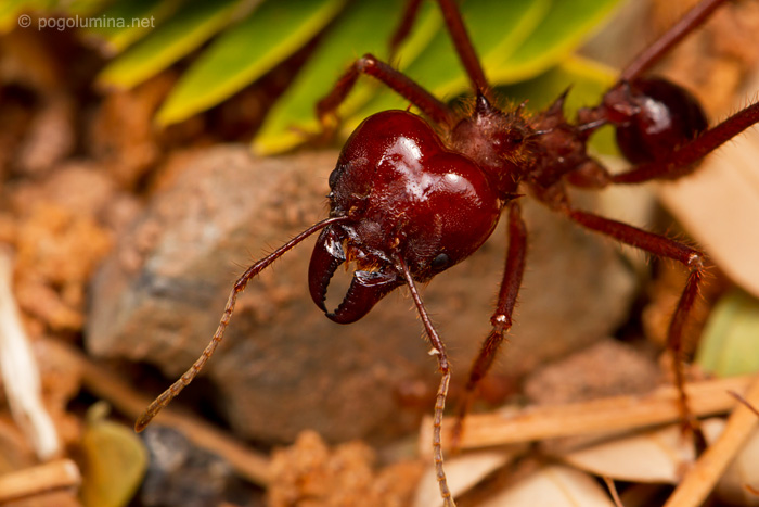 O Império Myrmex: Atta (en)