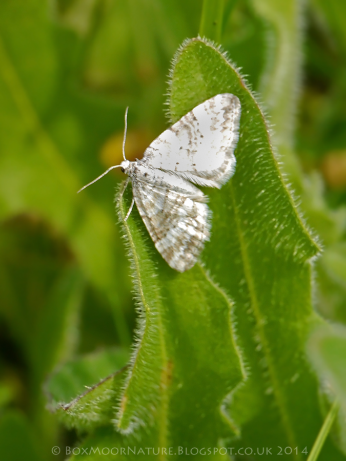 Boxmoor, naturally...: Week 19: Beaming through the Drizzle & a Rare Moth