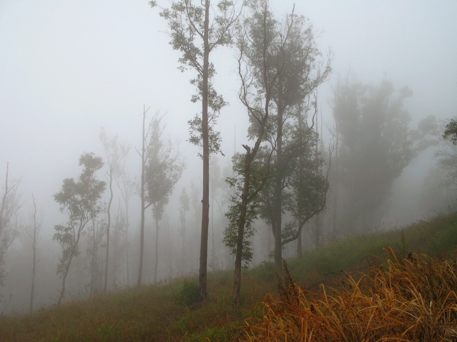 Jagli Travelogue - Places Yet To Discover: Himavad Gopalaswamy Betta ...