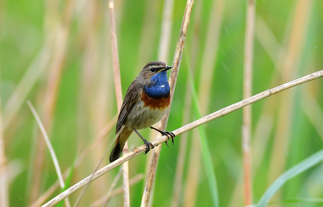 Jozef van der Heijden - Natuurfotografie: De Blauwborst in het Diessens ...