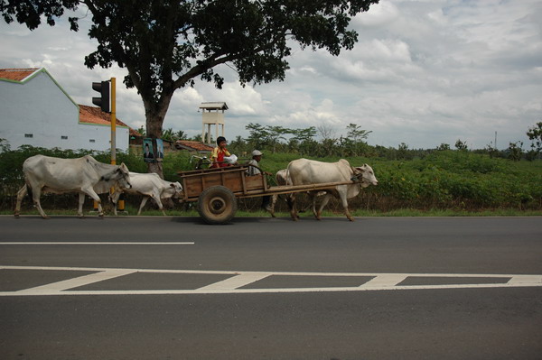 Gerobak Sapi ~ Budaya