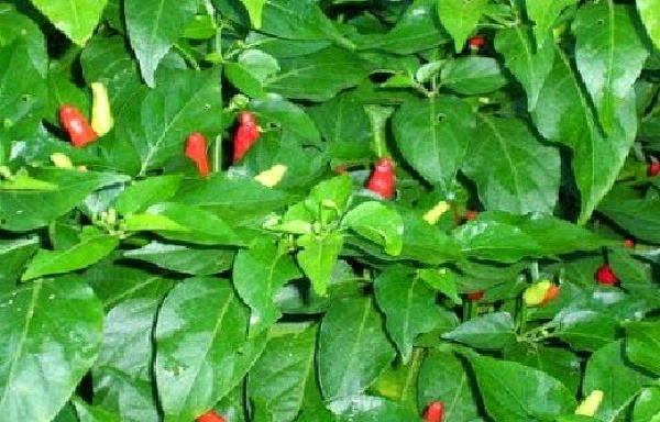 Manfaat Dan Khasiat Daun Cabe Untuk Kesehatan !! Bisa Mengobati ...