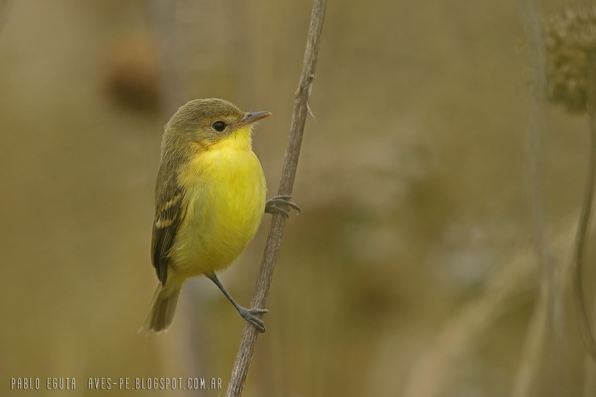mis fotos de aves: Pseudocolopteryx acutipennis Doradito Oliváceo ...