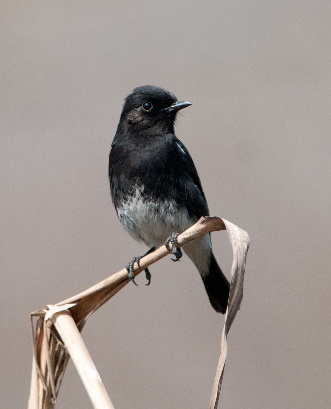 Burung Decu - Pied Bush Chat (Saxicola caprata) - Ryan Maigan Birds