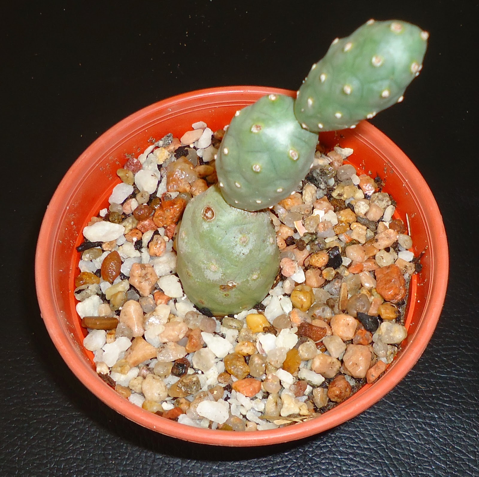 tutuna mituna: Tephrocactus geometricus / Tefrocactus geométrico