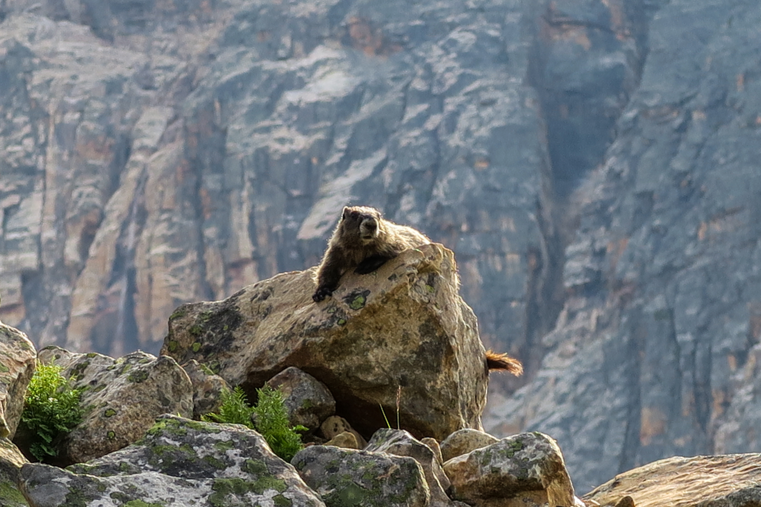A Map and a Mustang: Marvelous marmots