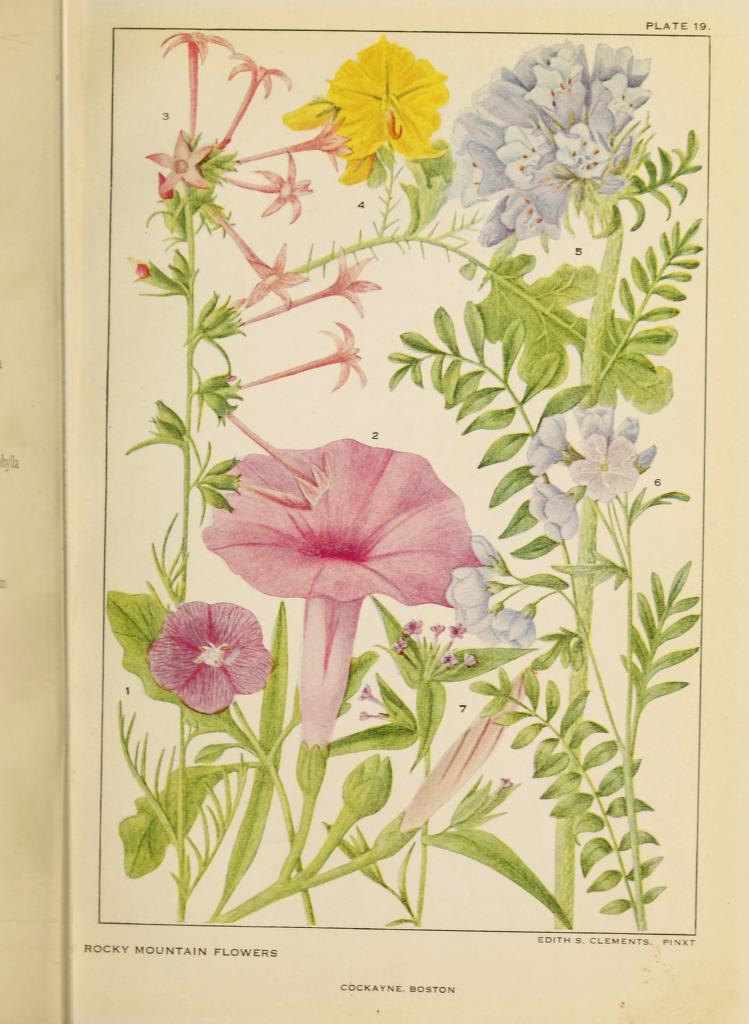 Botanical Art Study: Free Botanical illustration Books