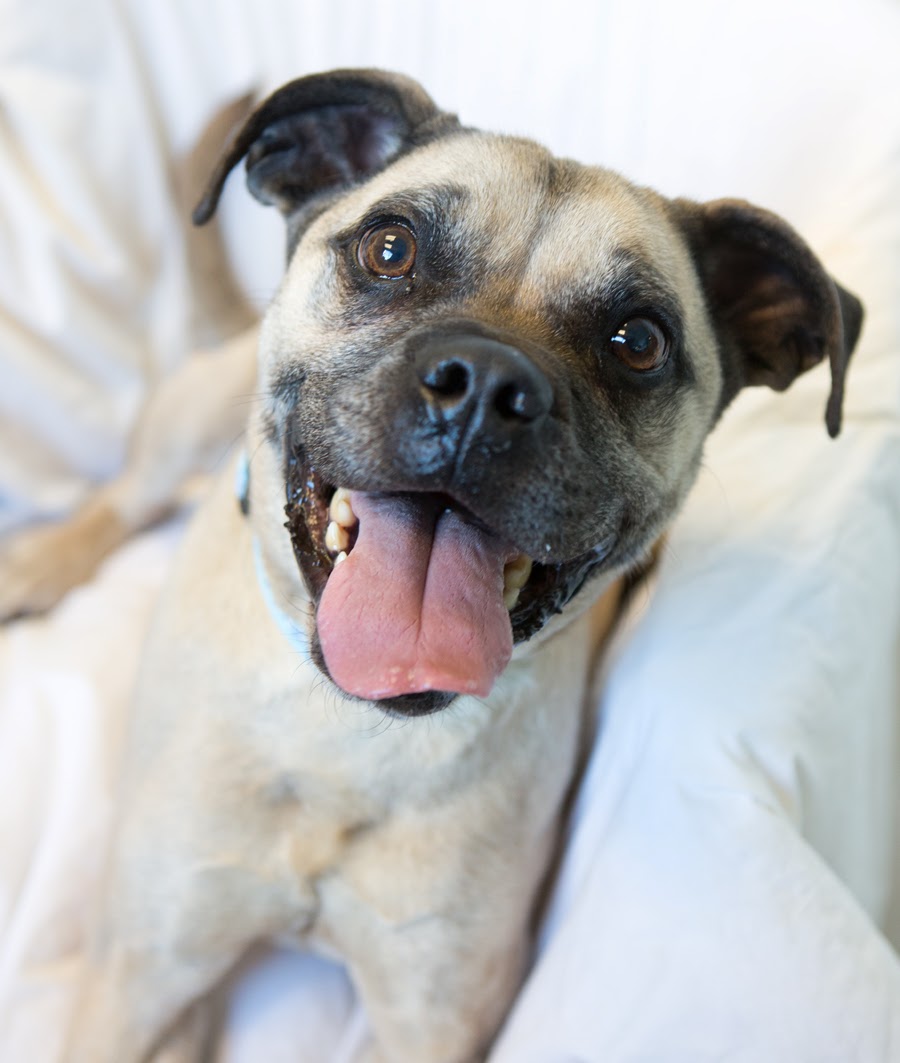 Shelter Dogs of Portland: "DEXTER" cute, energetic, goofy Boxer/Pug!
