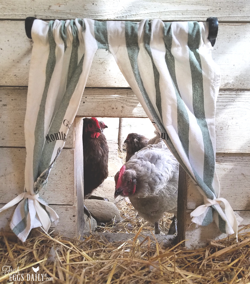 DIY Draft Drapes for your Chicken Coop - Fresh Eggs Daily® with Lisa Steele