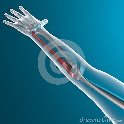 ANATÒMICO VIRTUAL : "CUBITO & RADIO": OSTEOLOGIA (EL CUBITO)