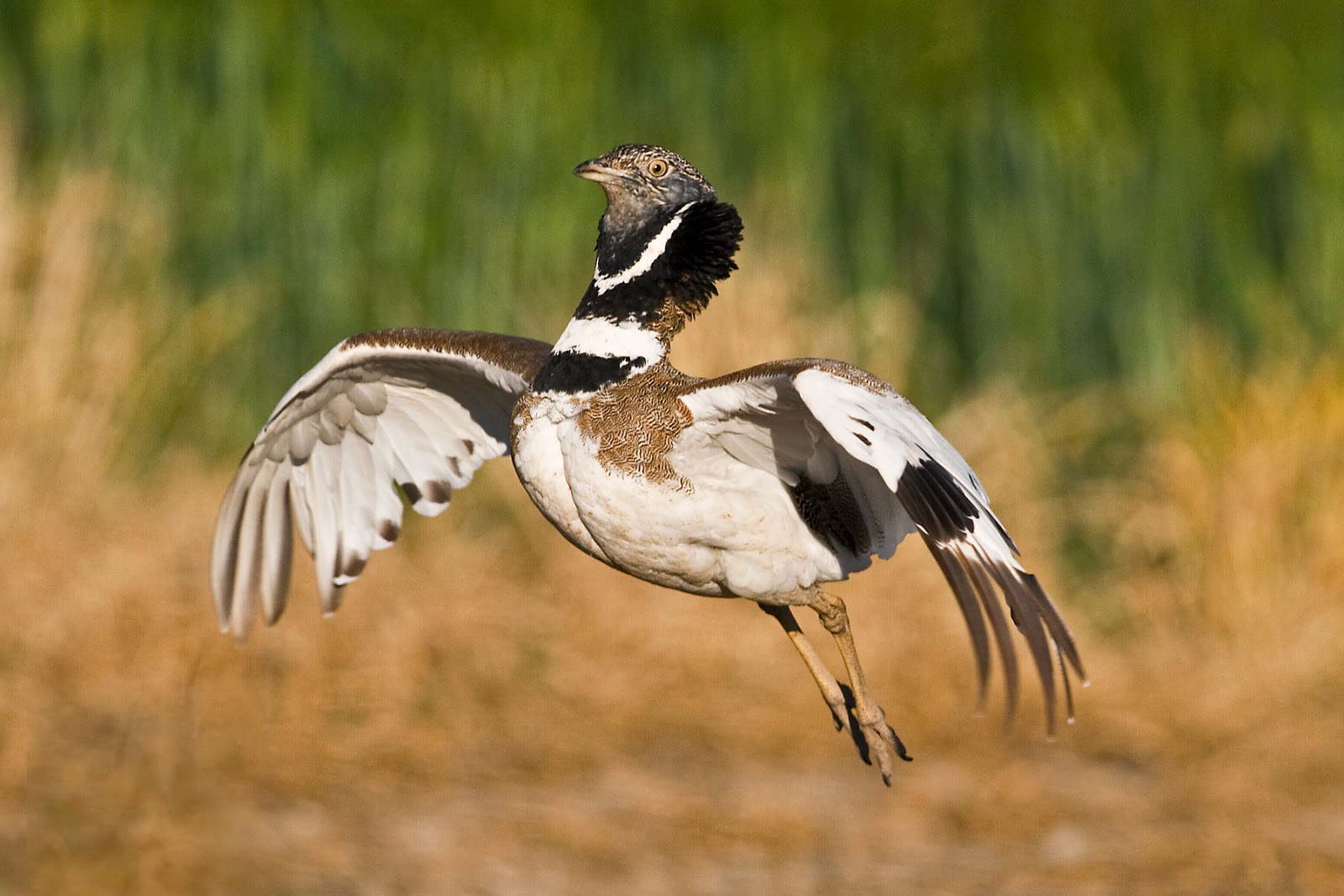 PETER'S PORTFOLIO..............Bird & Wildlife Photography: Little Bustards