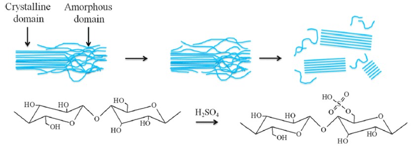 Nanocellulose biorefineries – A biomaterial with unparalleled ...
